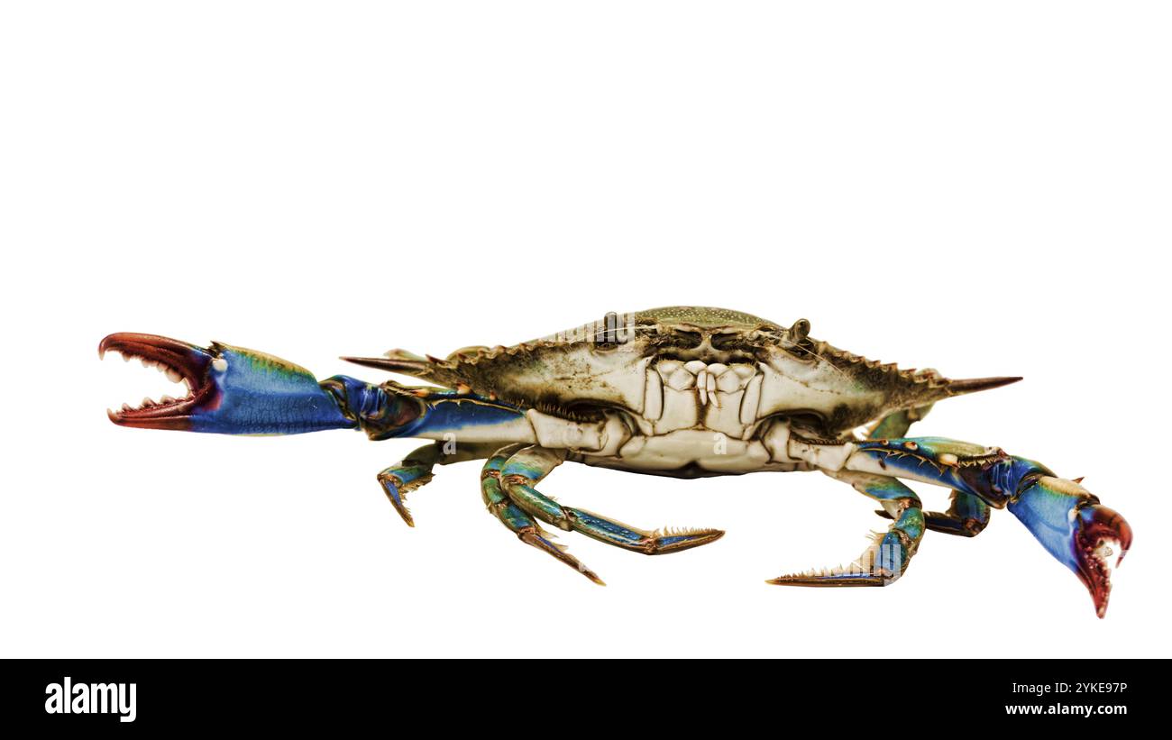 Invasive and aggressive blue crab in white background with up copyspace ...
