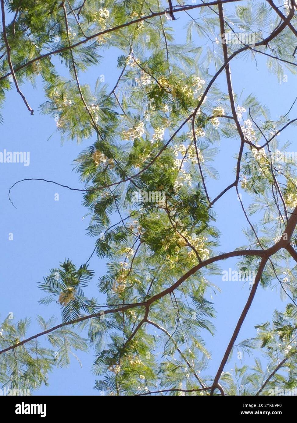 Red Angico (Anadenanthera colubrina Stock Photo - Alamy