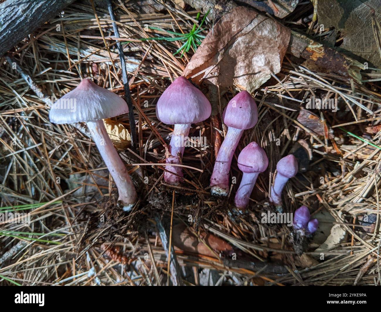 Fiber Caps (Inocybe Stock Photo - Alamy