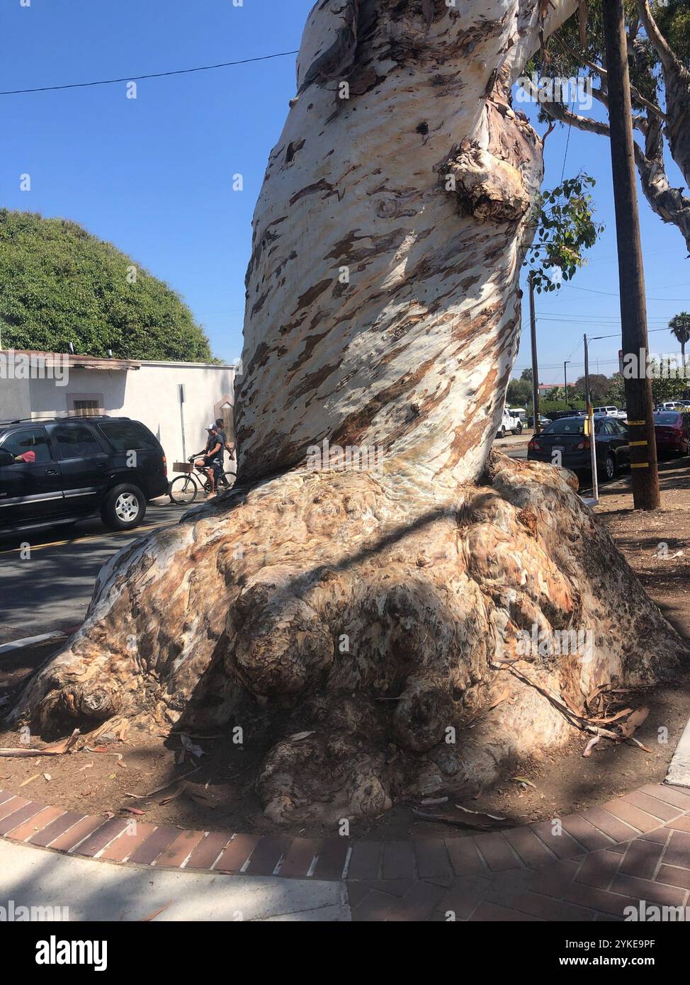 sugar gum (Eucalyptus cladocalyx Stock Photo - Alamy