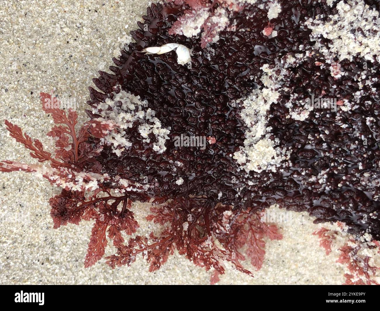 Turkish Towel (Chondracanthus exasperatus Stock Photo - Alamy