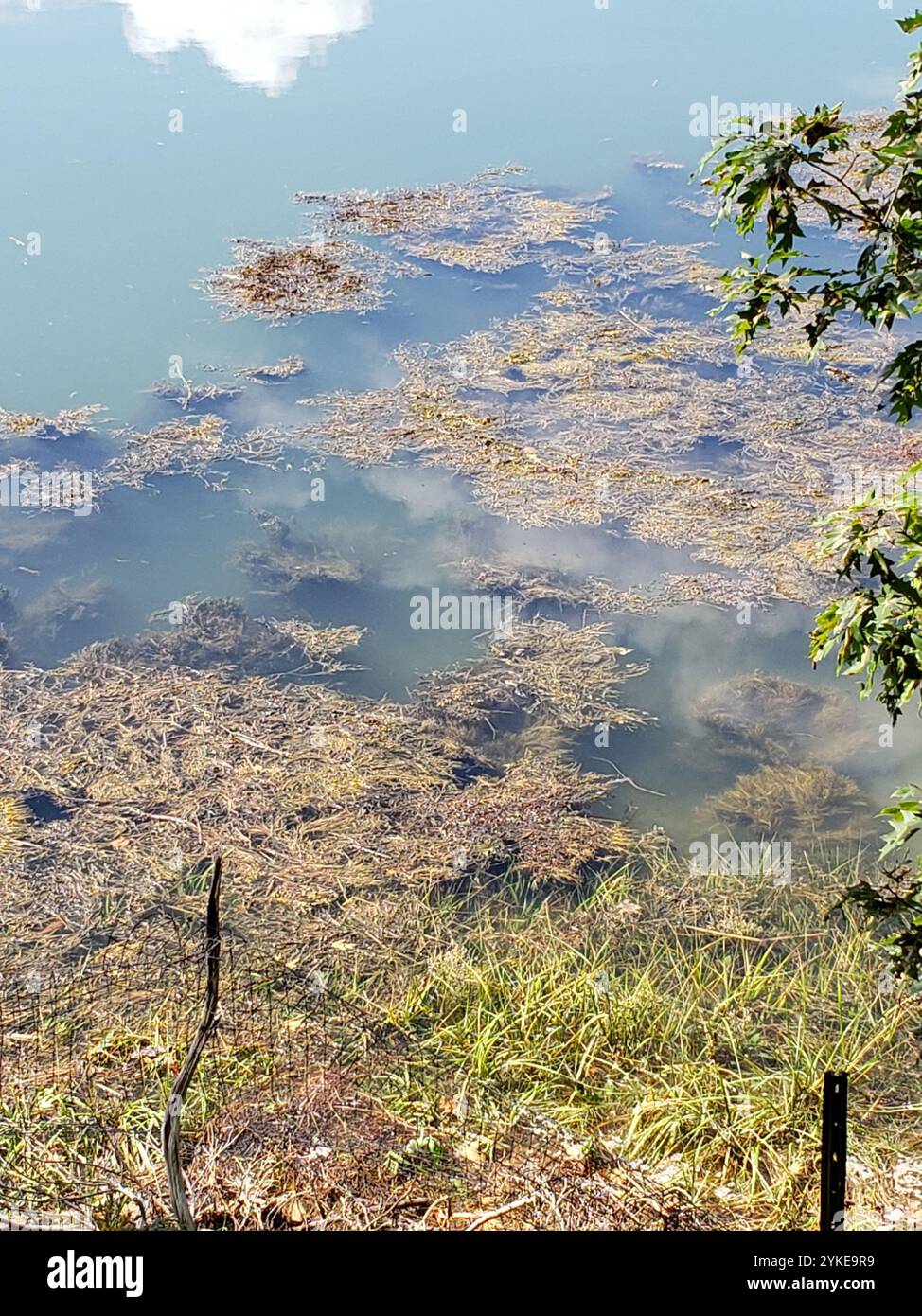 Broadleaf Water-milfoil (Myriophyllum heterophyllum Stock Photo - Alamy