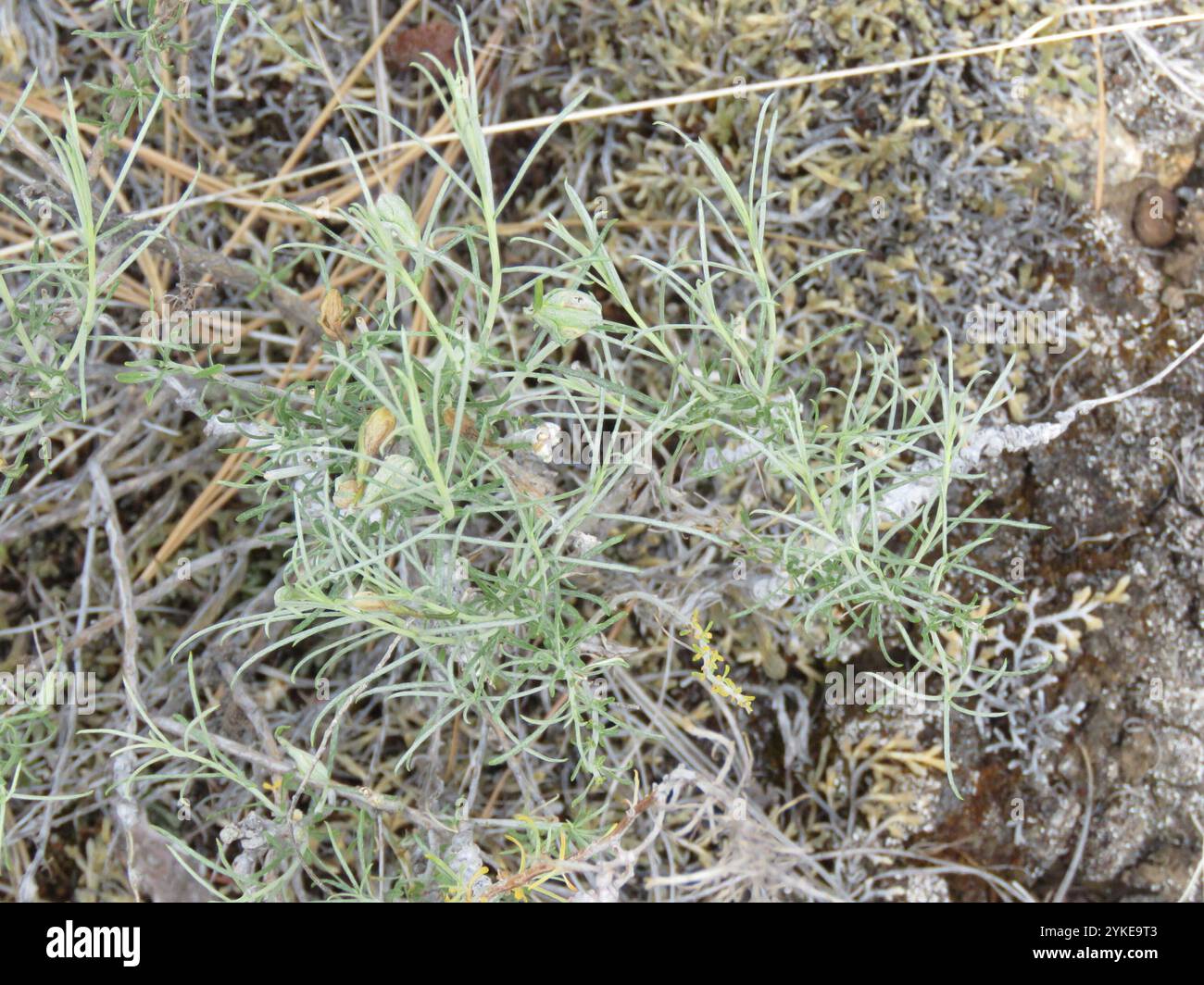 Rubber Rabbitbrush (Ericameria nauseosa Stock Photo - Alamy