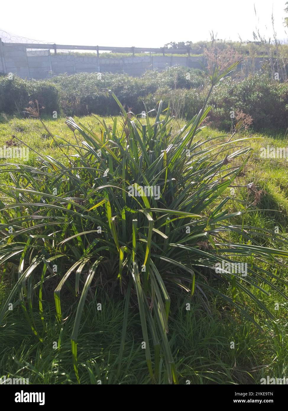Fig Sedge (Cyperus dives Stock Photo - Alamy