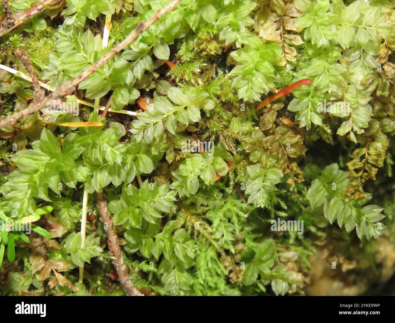 Thyme and Allied Mosses (Plagiomnium Stock Photo - Alamy