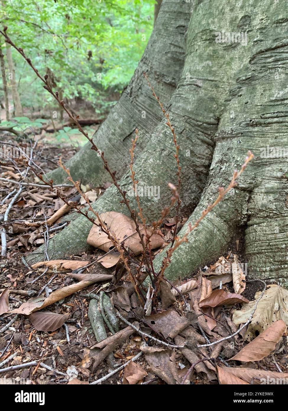 Beechdrops (Epifagus virginiana Stock Photo - Alamy