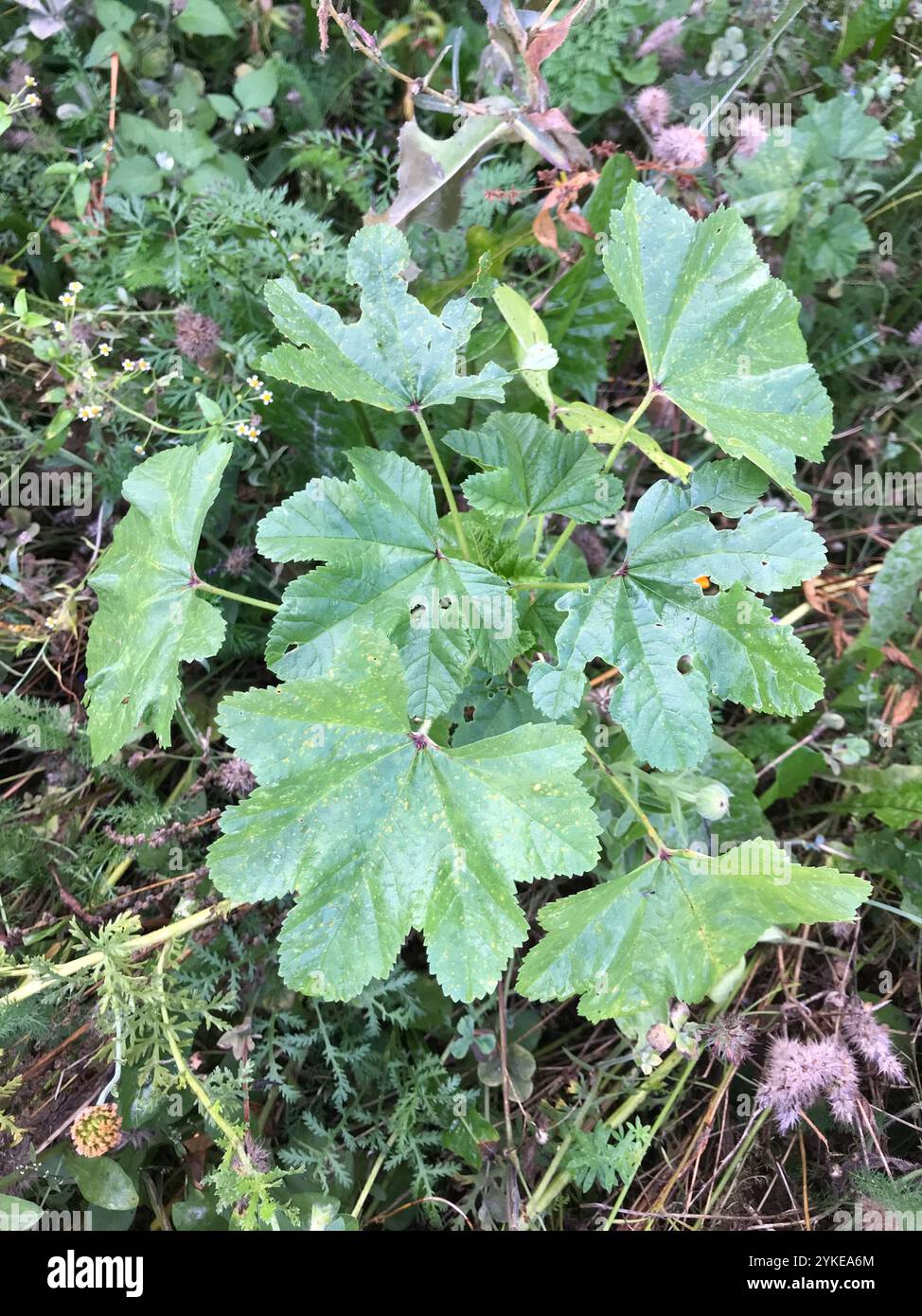 Common Mallow (Malva sylvestris Stock Photo - Alamy