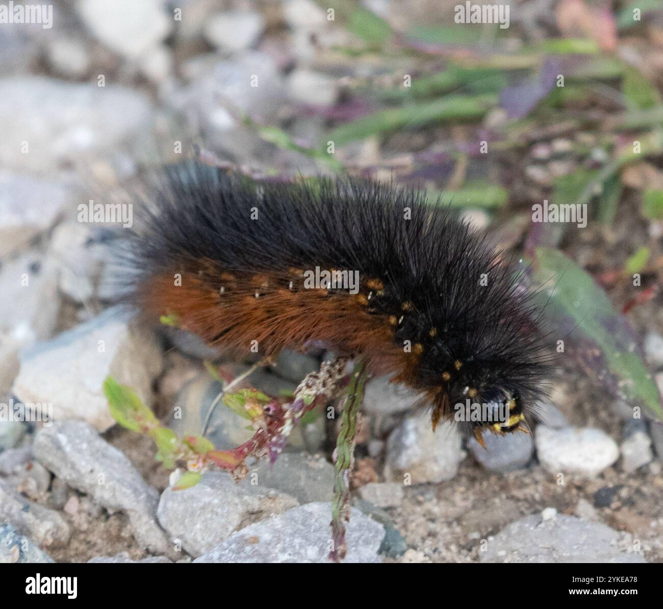 Salt Marsh Moth (Estigmene acrea Stock Photo - Alamy