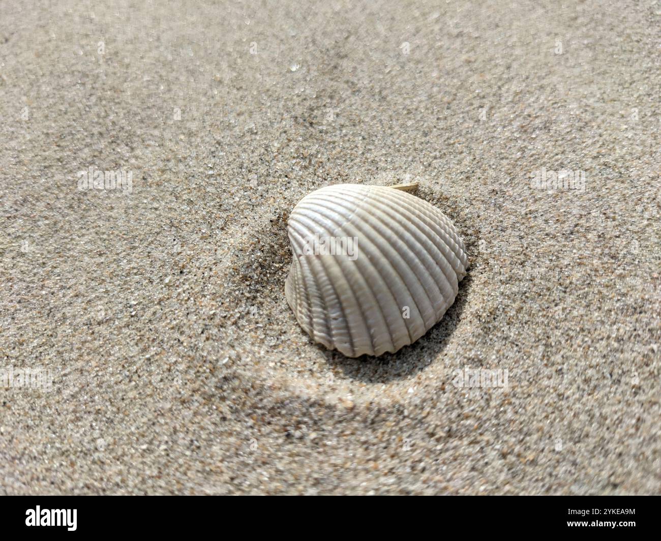 Common Cockle (Cerastoderma edule Stock Photo - Alamy