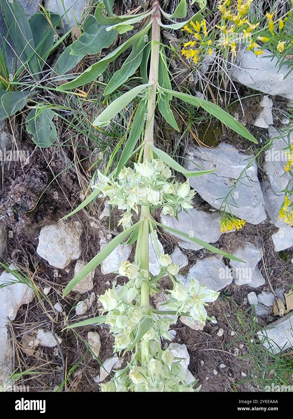 monument plant (Frasera speciosa Stock Photo - Alamy