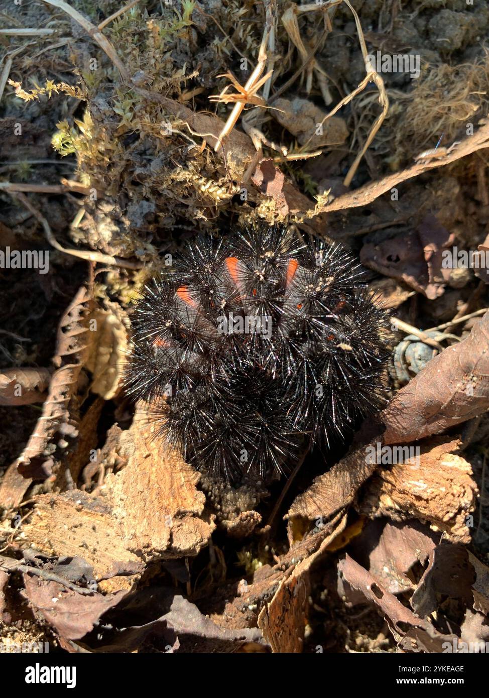 Giant Leopard Moth (Hypercompe scribonia Stock Photo - Alamy