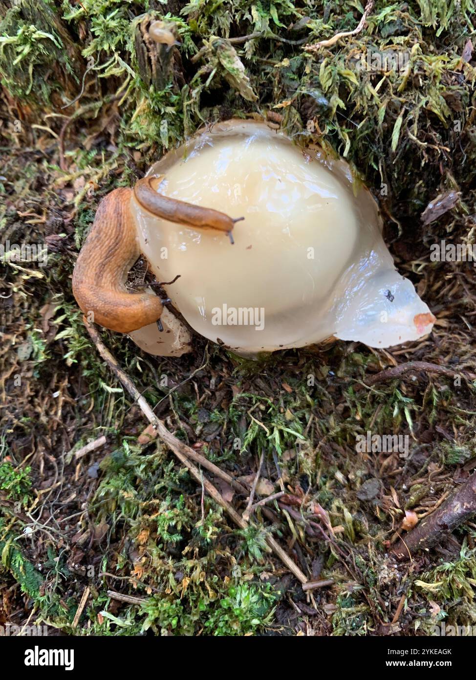 stinkhorns and allies (Phallales Stock Photo - Alamy