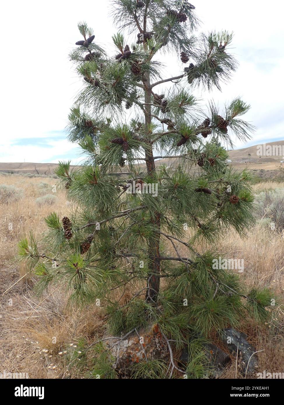 Ponderosa Pine (Pinus ponderosa Stock Photo - Alamy