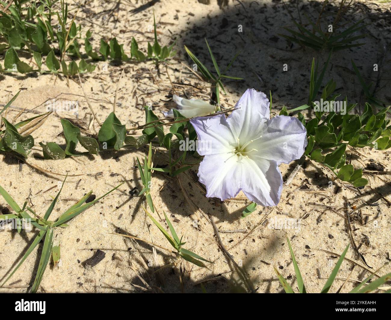 Florida Lady's Nightcap (Bonamia grandiflora Stock Photo - Alamy