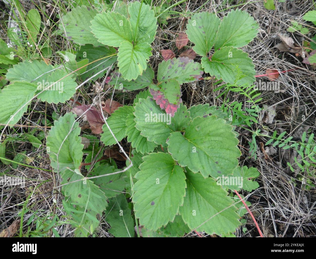 garden strawberry (Fragaria × ananassa Stock Photo - Alamy