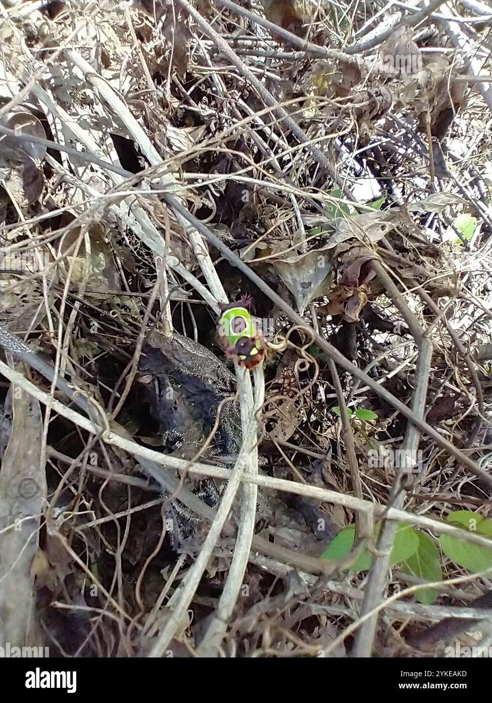 Saddleback Caterpillar Moth (Acharia stimulea Stock Photo - Alamy