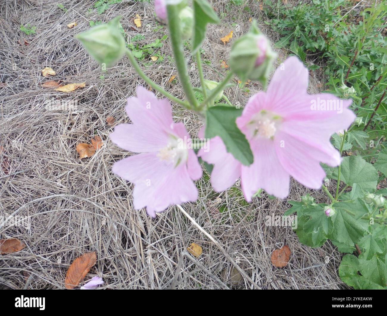 Eastern Tree-mallow (Malva thuringiaca Stock Photo - Alamy