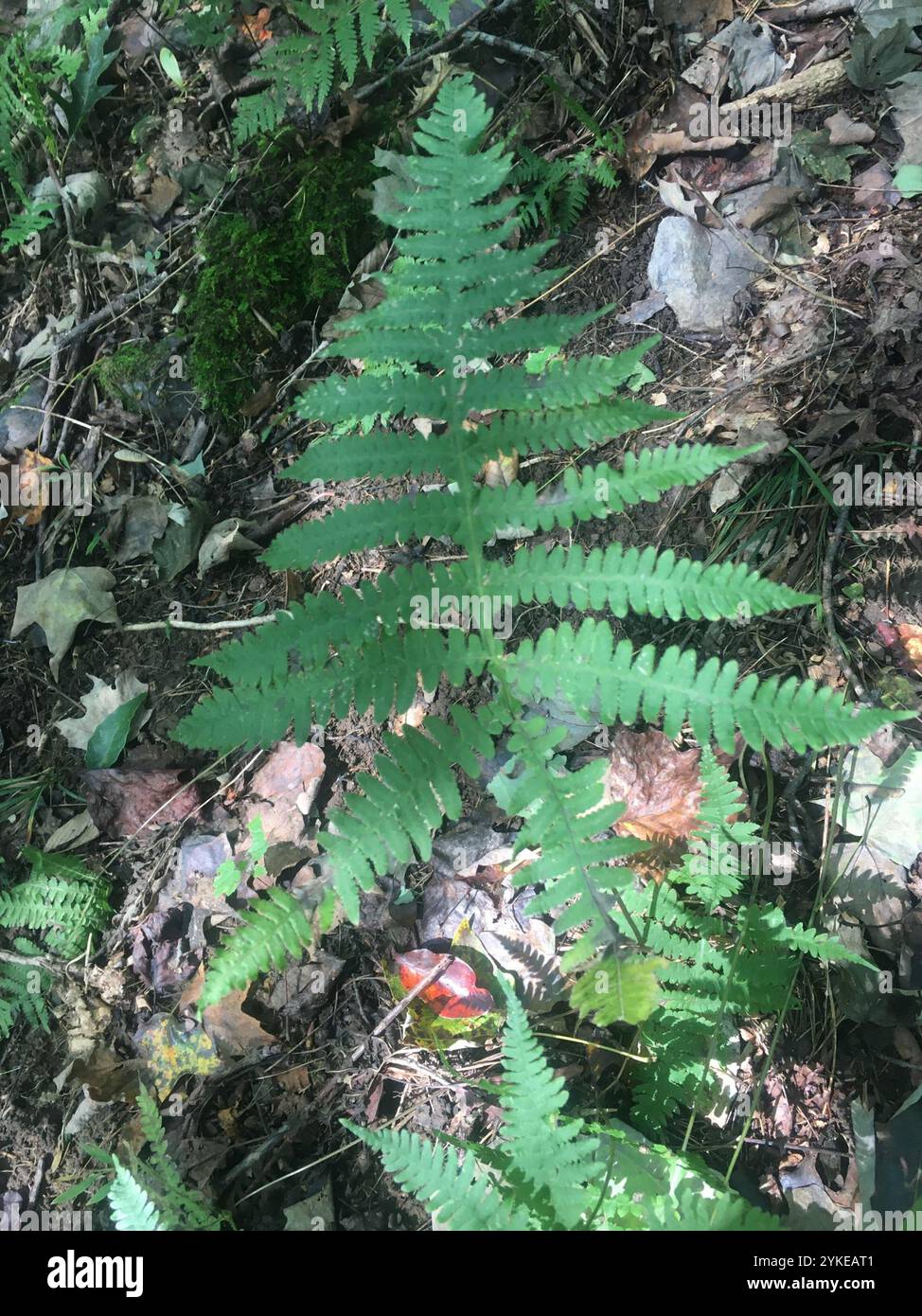 broad beech fern (Phegopteris hexagonoptera Stock Photo - Alamy