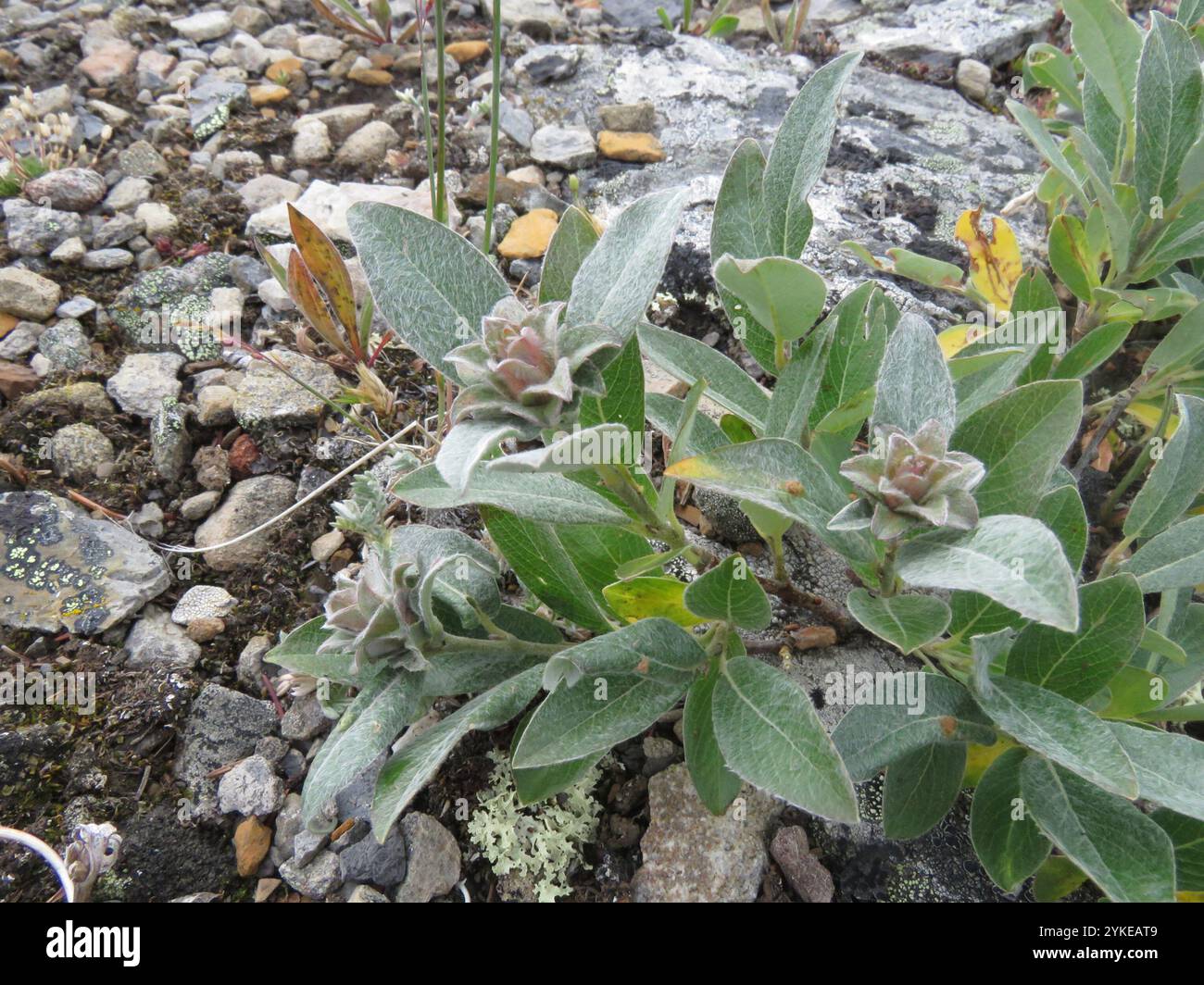 arctic willow (Salix arctica Stock Photo - Alamy