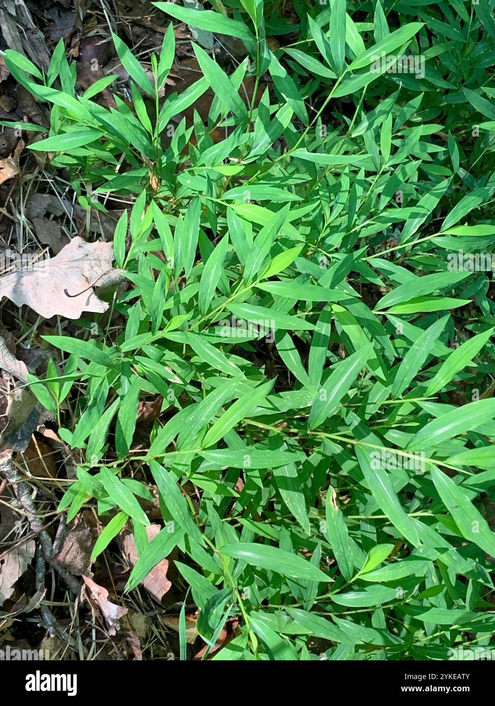 Japanese stiltgrass hi-res stock photography and images - Alamy