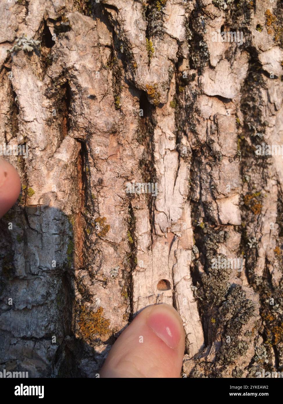 Emerald Ash Borer (Agrilus planipennis Stock Photo - Alamy
