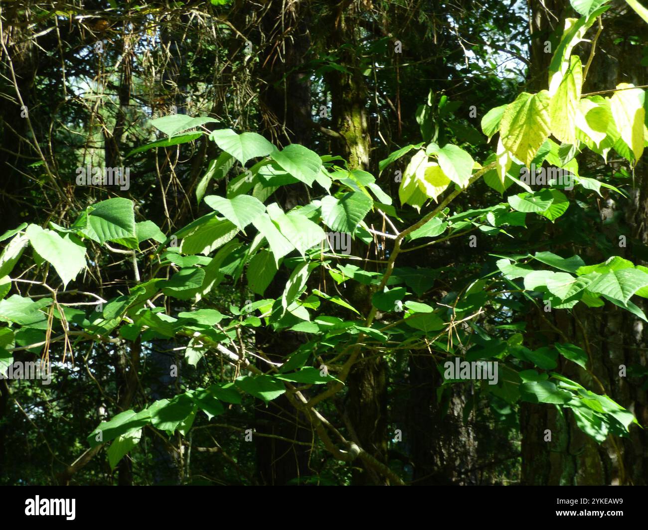 red mulberry (Morus rubra Stock Photo - Alamy