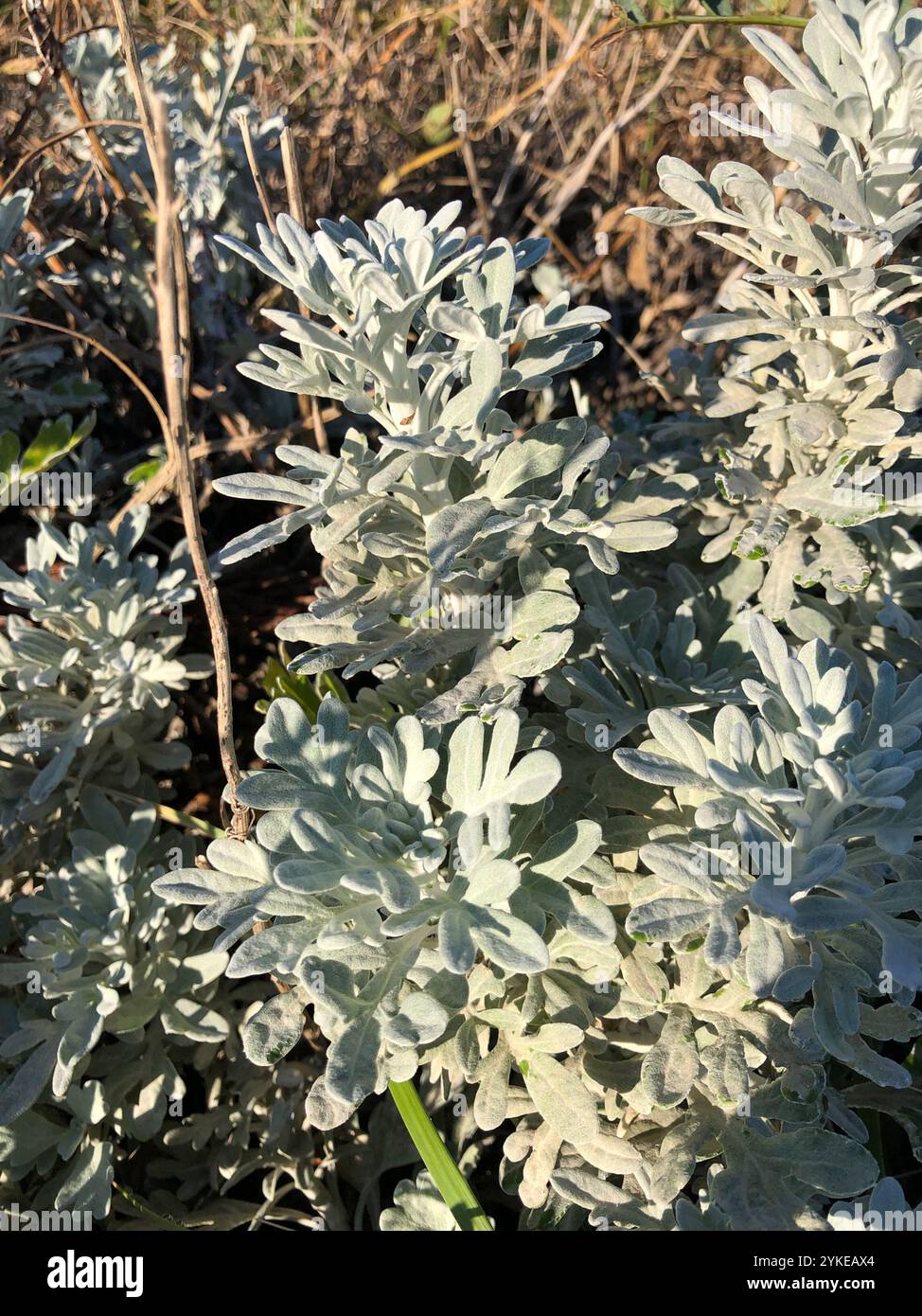 Hoary Mugwort (Artemisia stelleriana Stock Photo - Alamy
