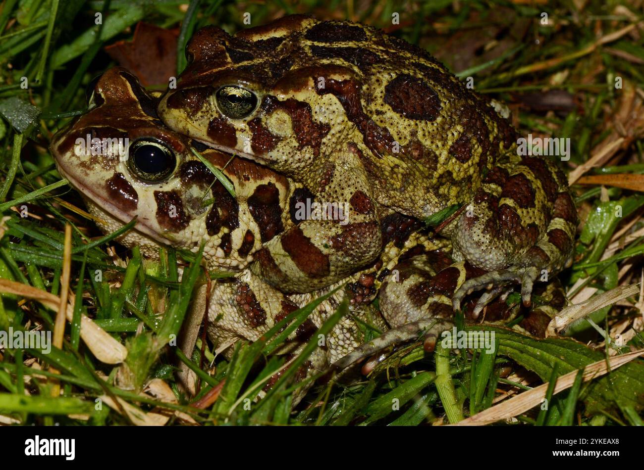 Western Leopard Toad (Sclerophrys pantherina Stock Photo - Alamy