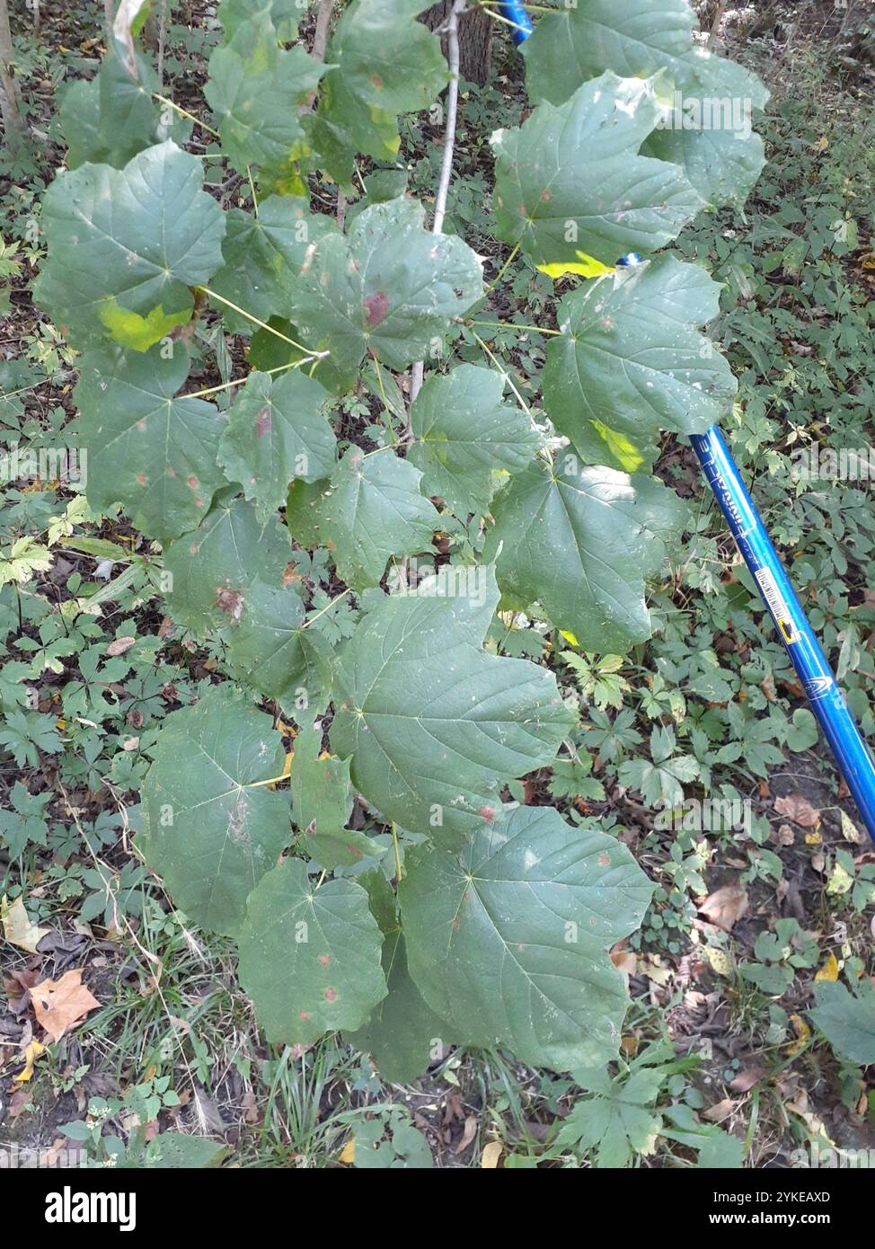 black maple (Acer nigrum Stock Photo - Alamy