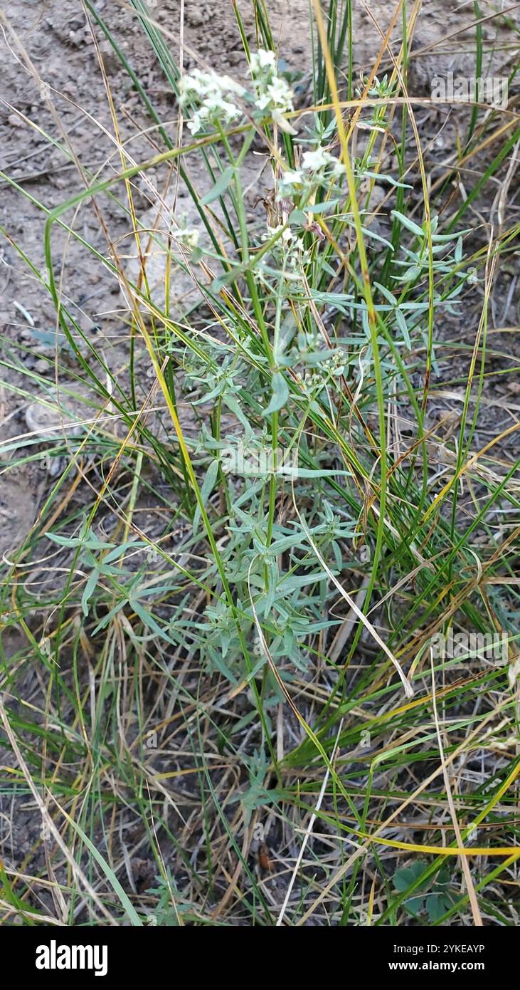 Northern Bedstraw (Galium boreale Stock Photo - Alamy