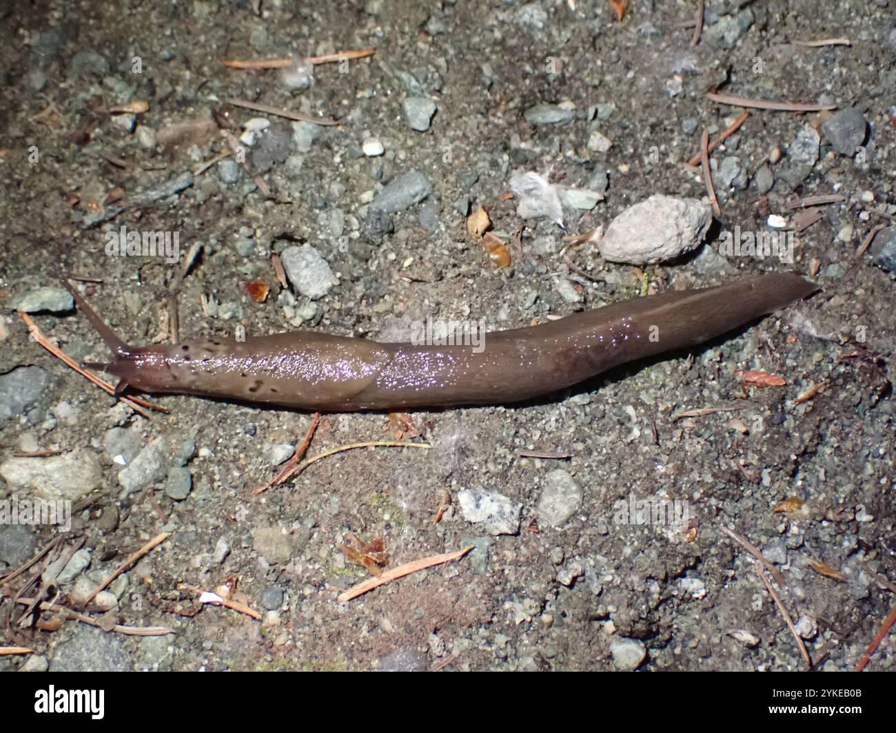 Leopard Slug (Limax maximus Stock Photo - Alamy