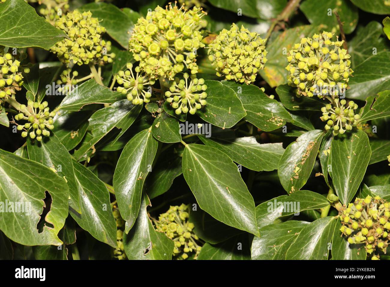Atlantic Ivy (Hedera hibernica Stock Photo - Alamy