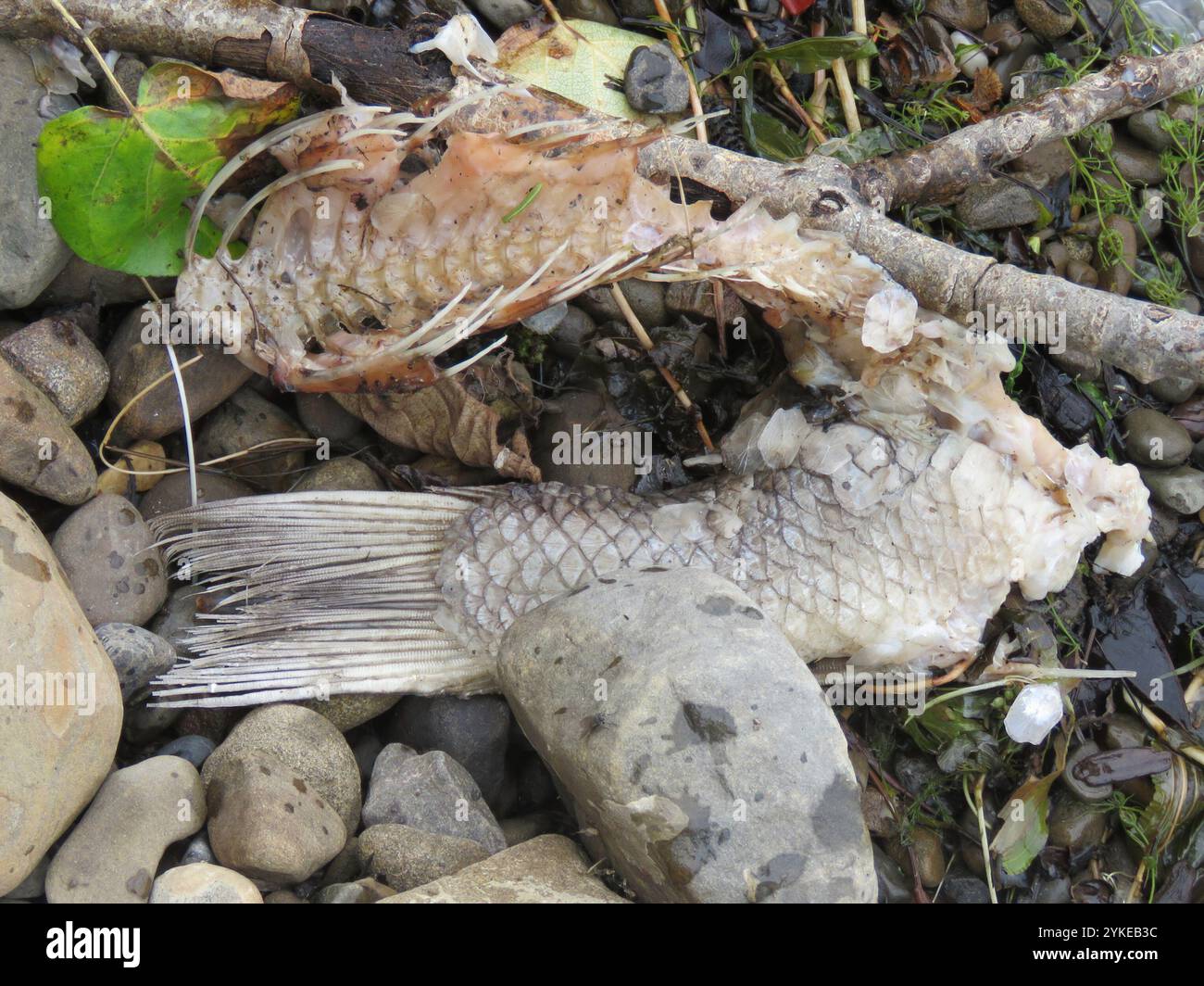 Common Suckers (Catostomus Stock Photo - Alamy