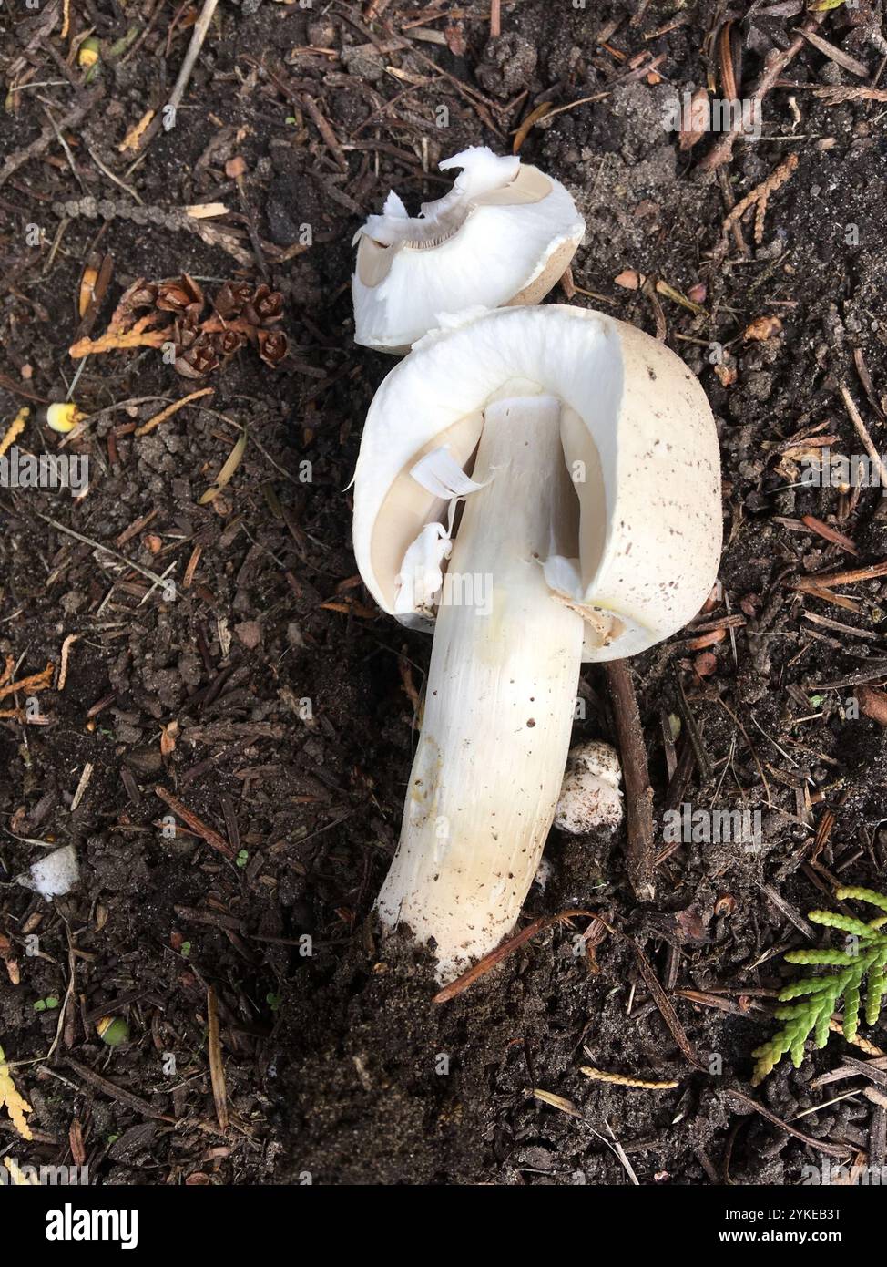 Yellow Stainer (Agaricus xanthodermus Stock Photo - Alamy