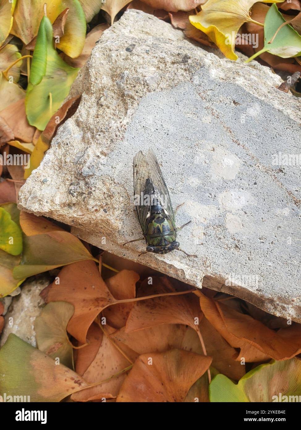 Scissor Grinder (Neotibicen pruinosus Stock Photo - Alamy