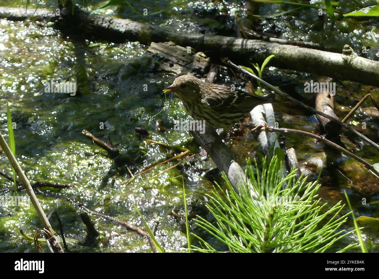 Pine Siskin (Spinus pinus Stock Photo - Alamy