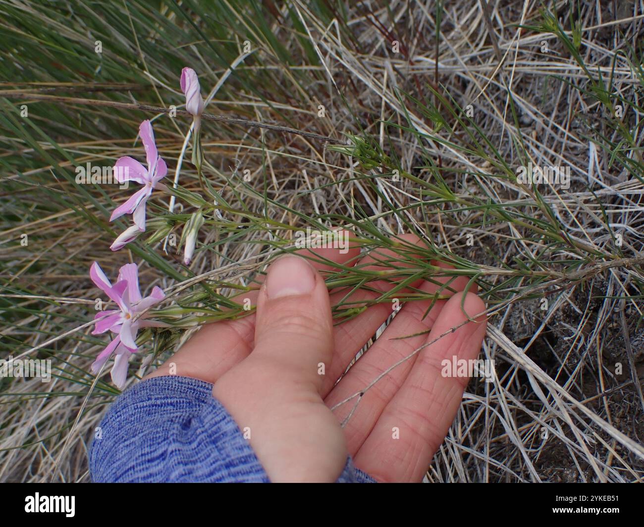 Longleaf Phlox (Phlox longifolia Stock Photo - Alamy