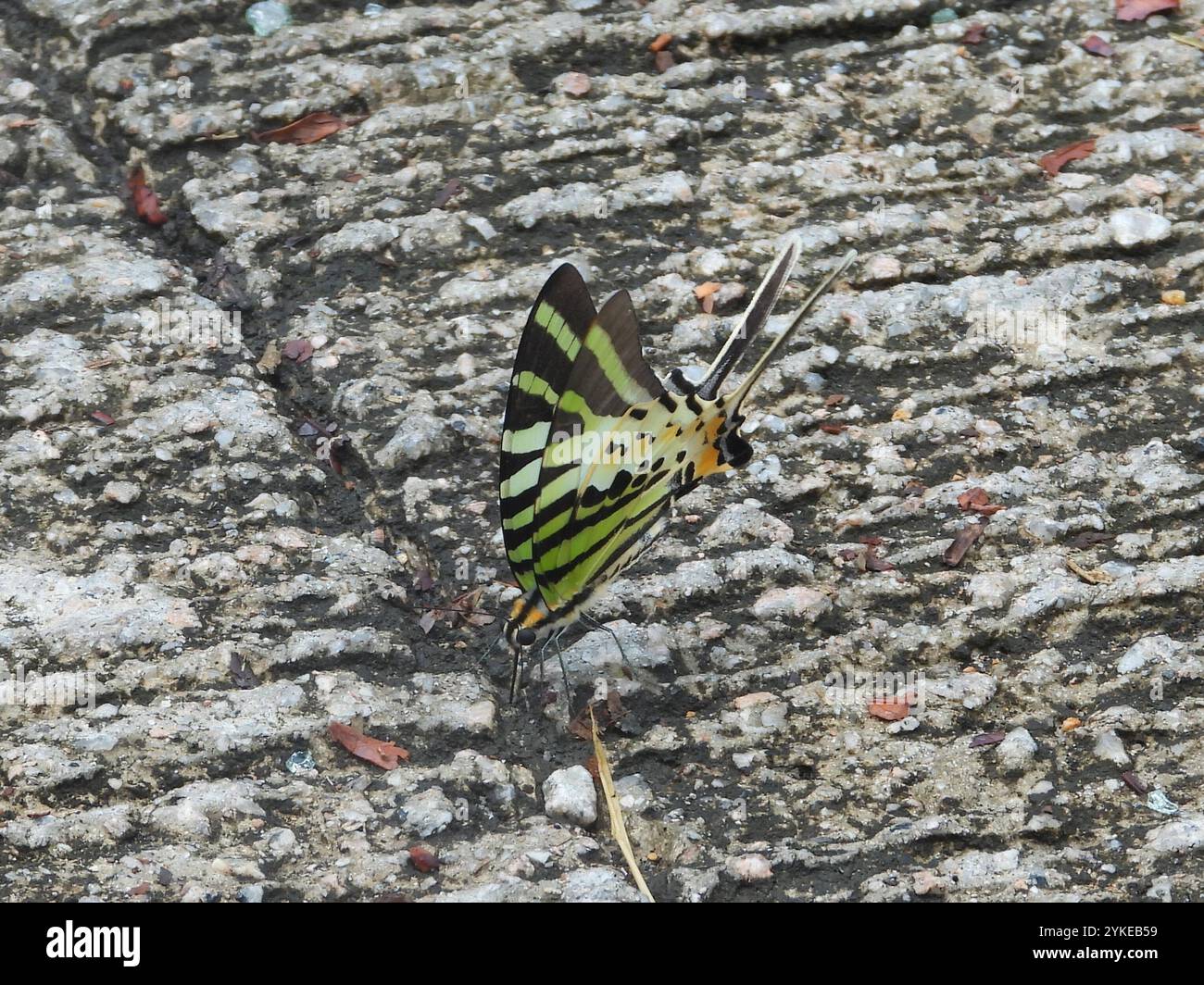 Antiphates hi-res stock photography and images - Alamy