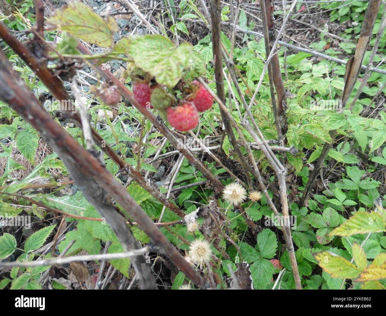red raspberry (Rubus idaeus Stock Photo - Alamy