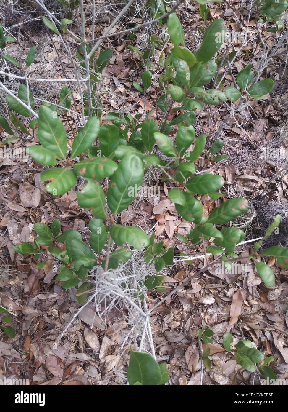 Myrtle Oak (Quercus myrtifolia Stock Photo - Alamy