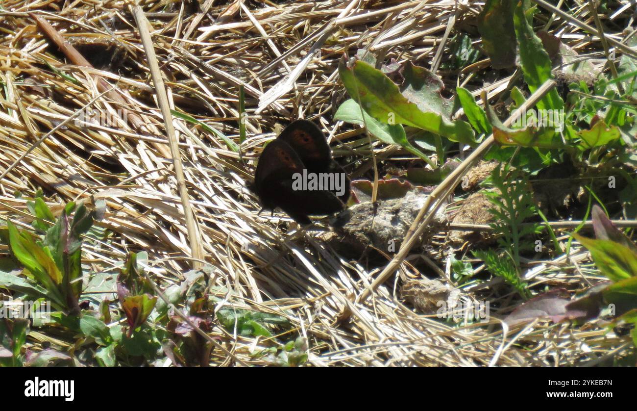 Common Alpine (Erebia epipsodea Stock Photo - Alamy