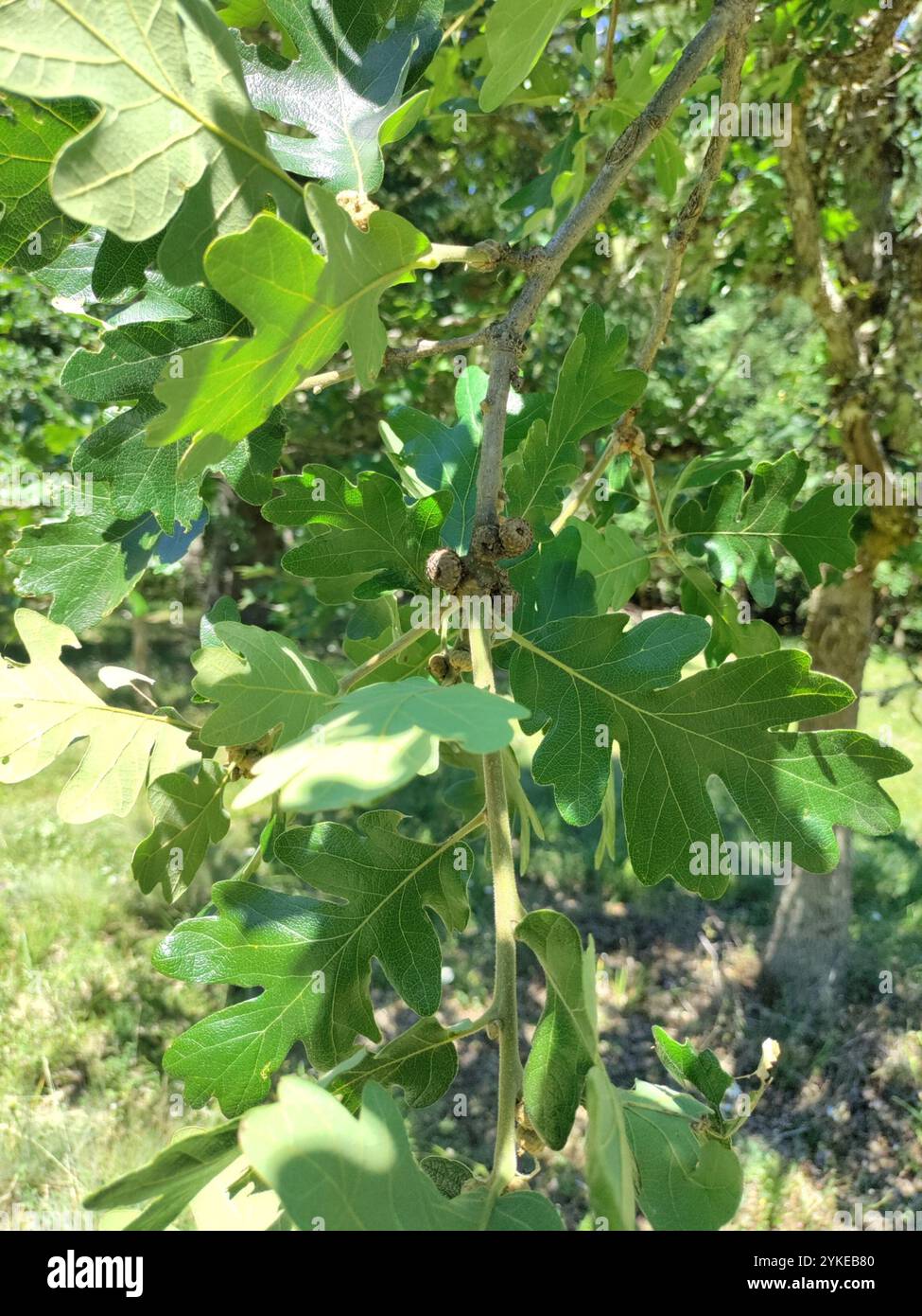 Oregon oak (Quercus garryana Stock Photo - Alamy