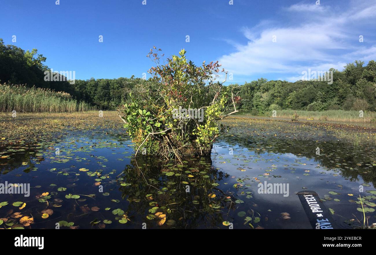 swamp azalea (Rhododendron viscosum Stock Photo - Alamy
