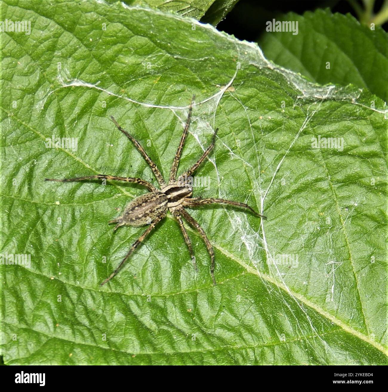 Grass Spiders (Agelenopsis Stock Photo - Alamy