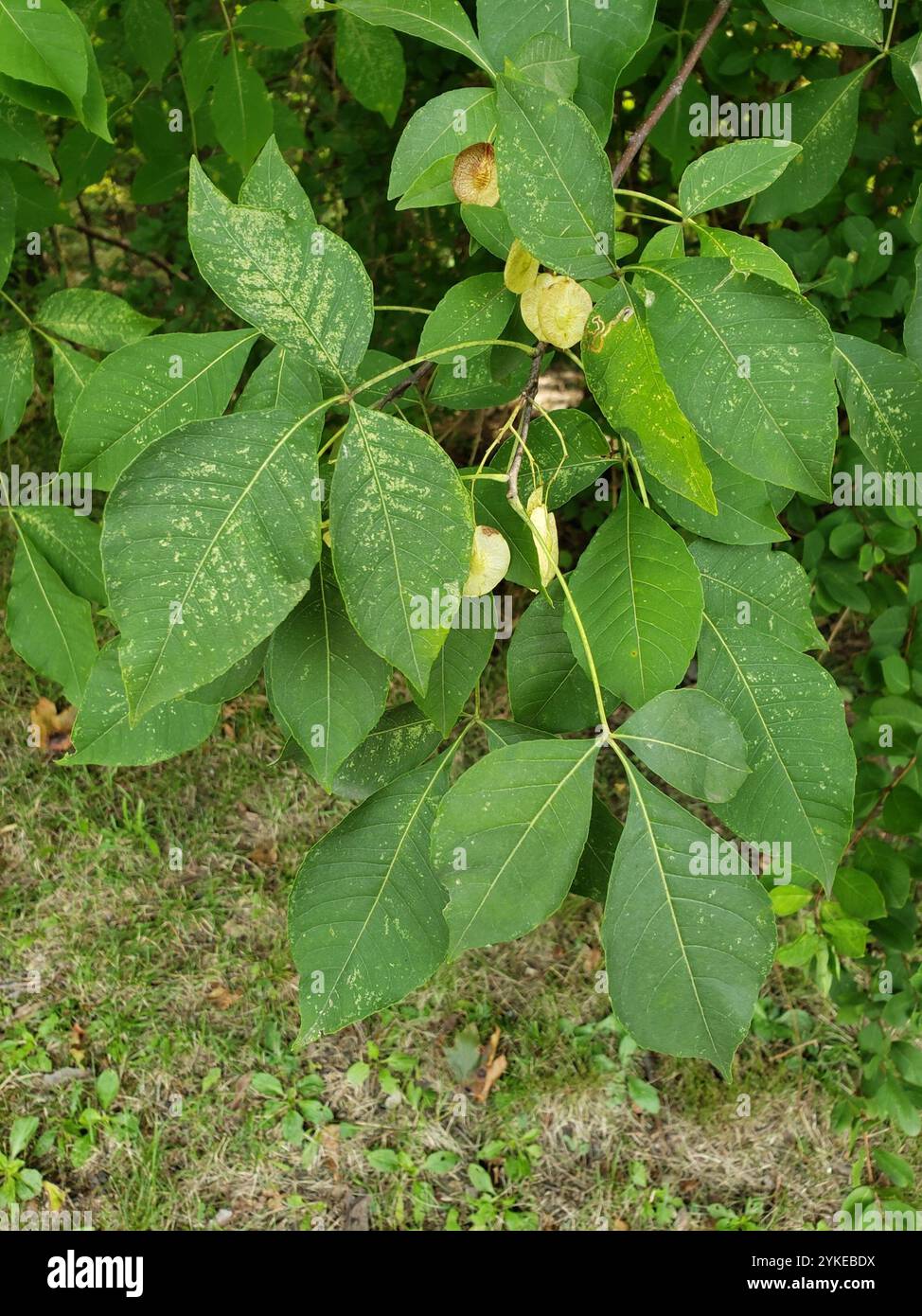 common hoptree (Ptelea trifoliata Stock Photo - Alamy