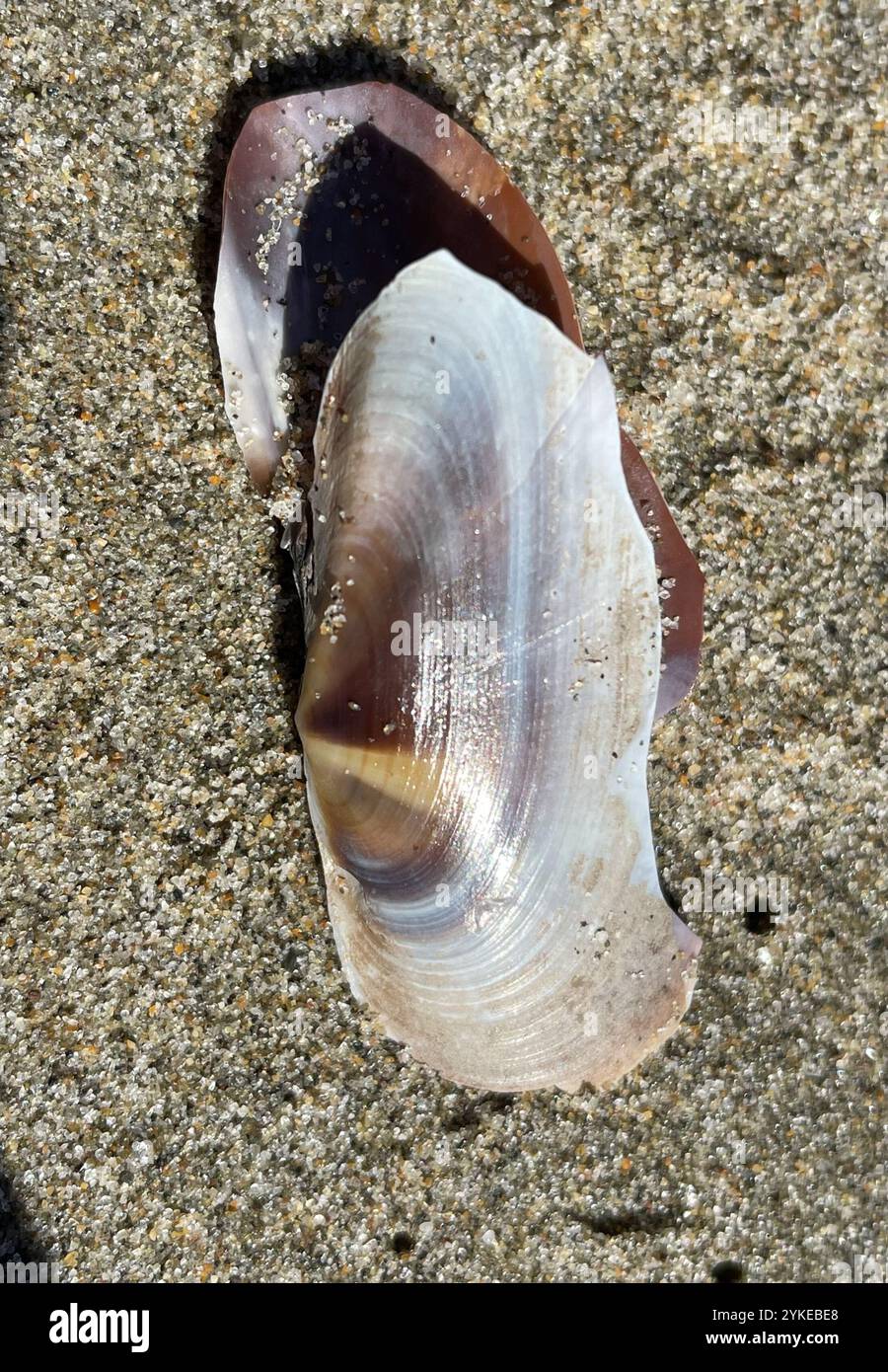 Pacific Razor Clam (Siliqua patula Stock Photo - Alamy
