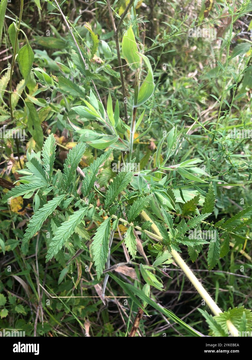 swamp agrimony (Agrimonia parviflora Stock Photo - Alamy