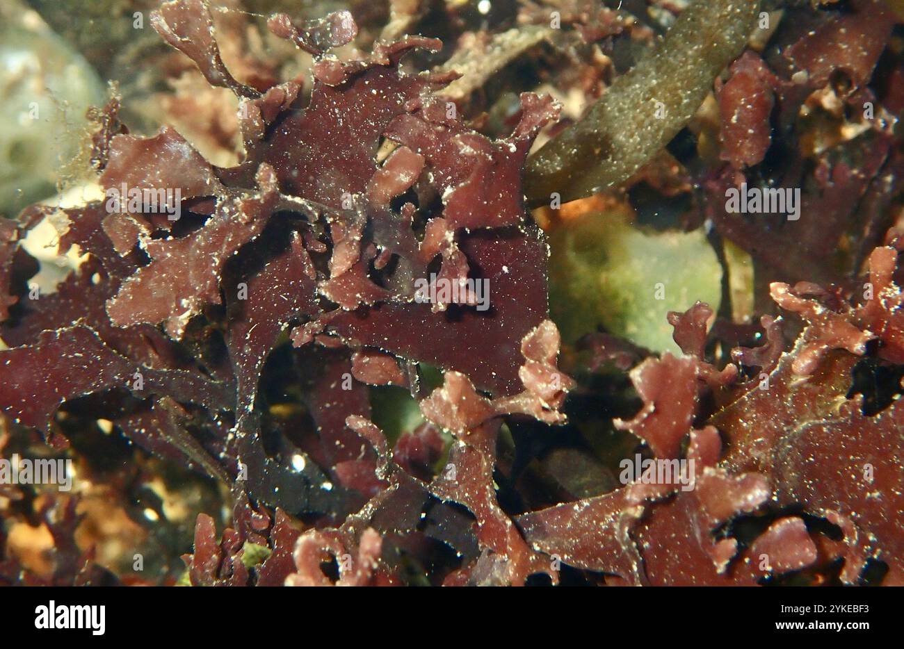 red algae (Rhodophyta Stock Photo - Alamy