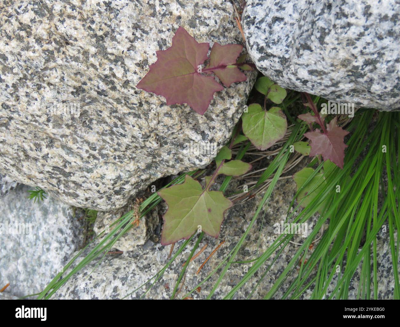 Wall Lettuce (Mycelis muralis Stock Photo - Alamy