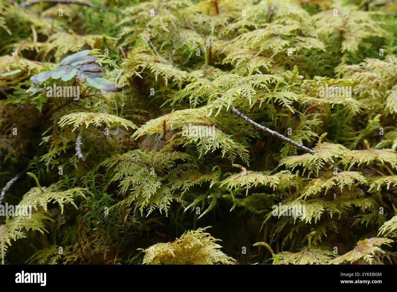 stairstep moss (Hylocomium splendens Stock Photo - Alamy